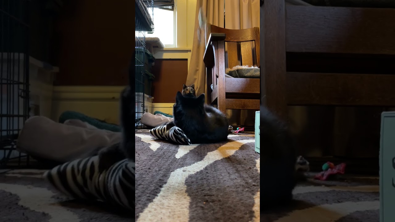 Day 161 of Life with Foster Cats: Ninja Cat Sadiya kick stomps Puffy ...