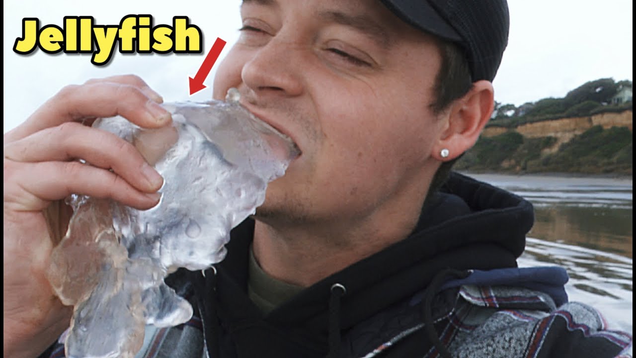 Saving Sea Animals | Jellyfish STINGS MY FACE! - YouTube