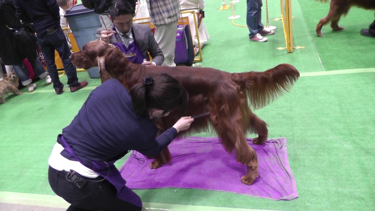 FCI Japan International Dog Show2015 Irish setter (1/2) - YouTube