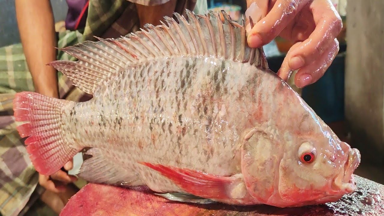 Amazing Big Tilapia Fish Cutting Skills | Fish In Market Live | Fire ...