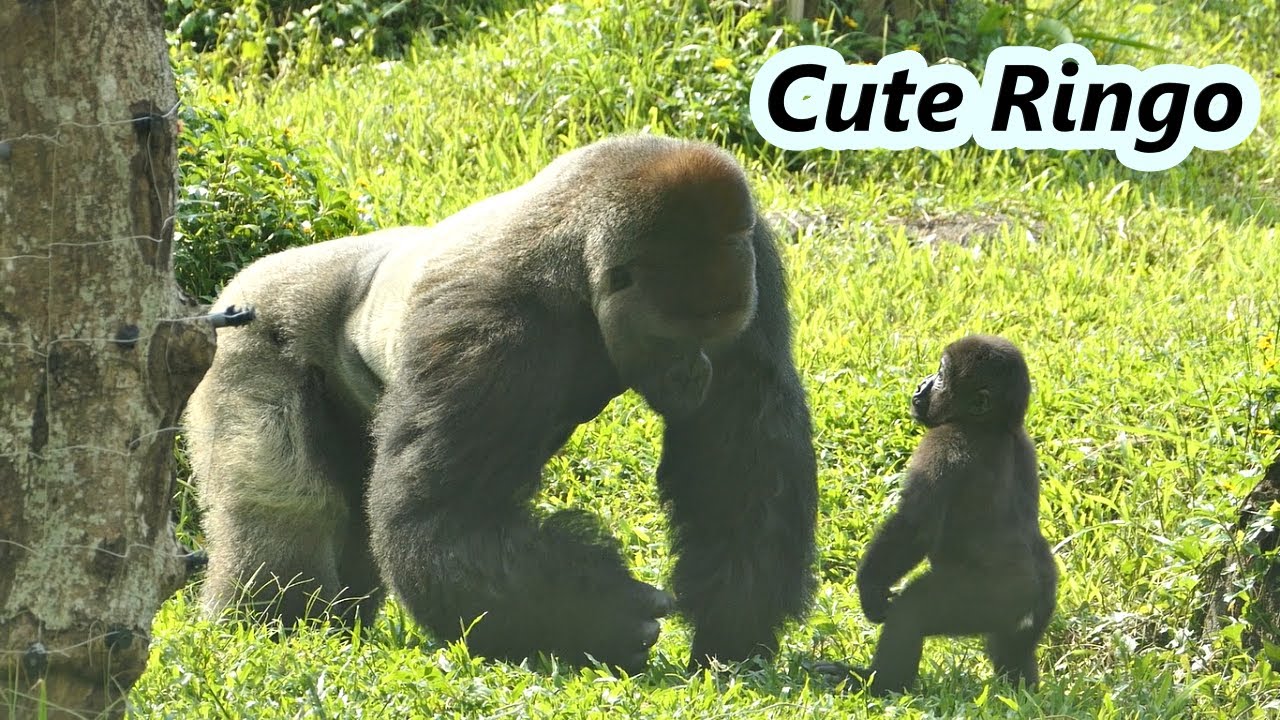 Cute little gorilla Ringo daily life / 小可愛大猩猩Ringo的日常生活 - YouTube