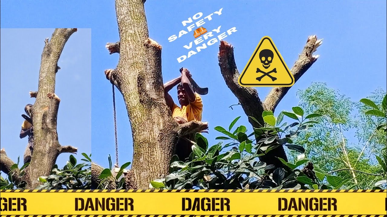 very dangerous challenge tree cut 300F above no safety 🦺🦺 - YouTube