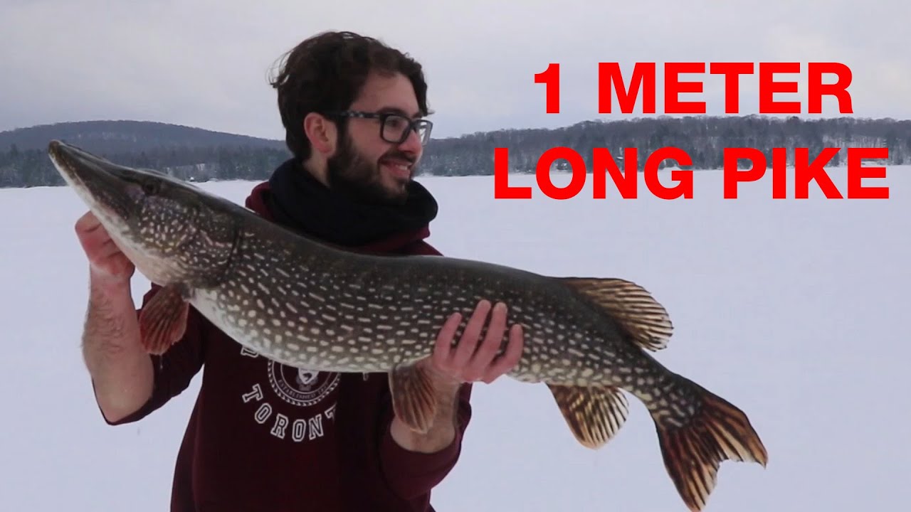 Giant 1-Meter-Long Pike at Little Doe Lake!!! - YouTube