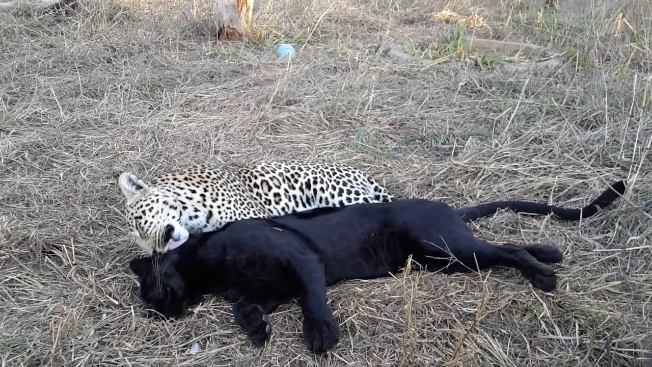 Leopard Love - YouTube