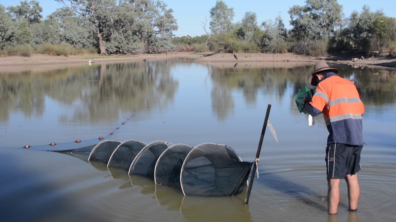 Fish sampling on the Warrego Western Floodplain with Ben - YouTube