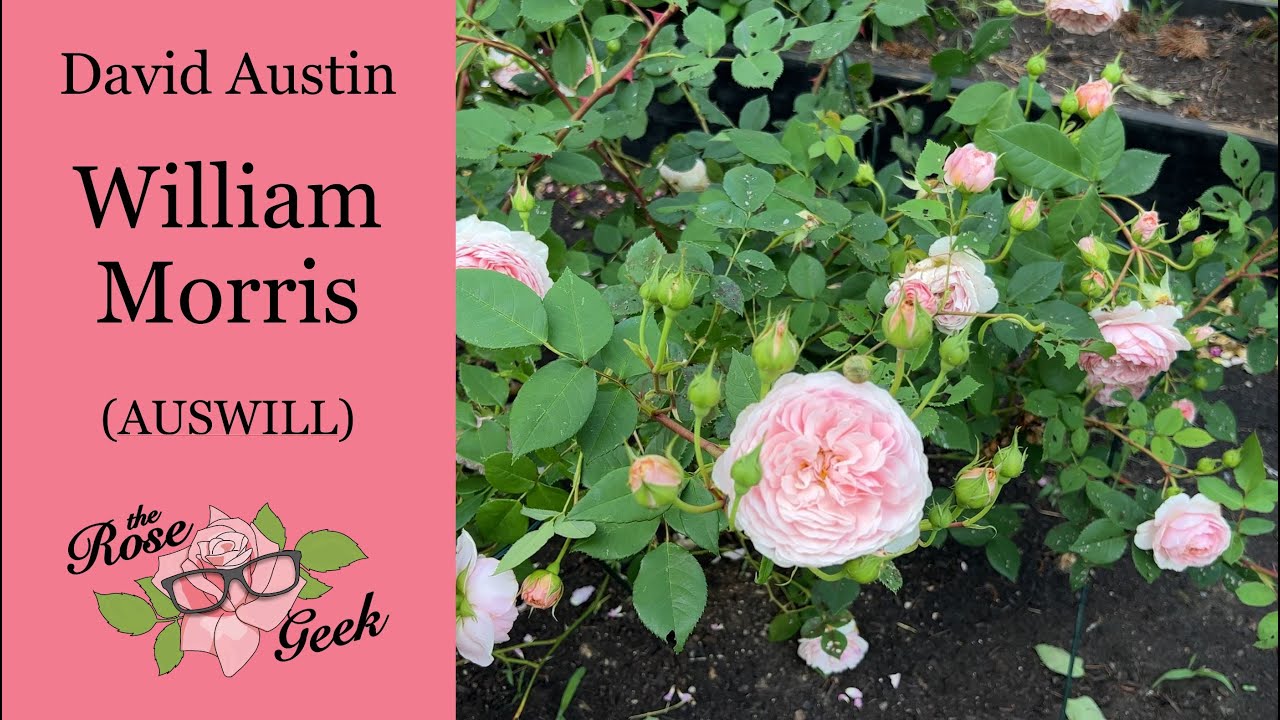 🌹 David Austin's William Morris Rose // 3rd Season / AUSwill - YouTube