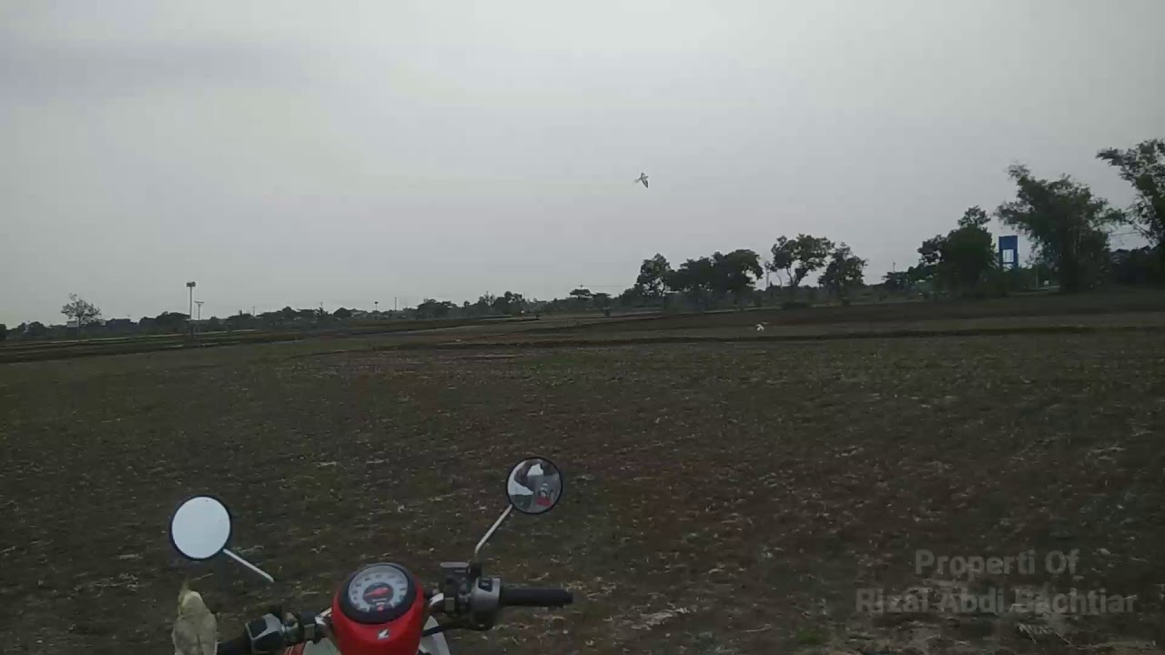 Latihan FREE FLY FALK | Parkit Australia FF | Gresik - YouTube