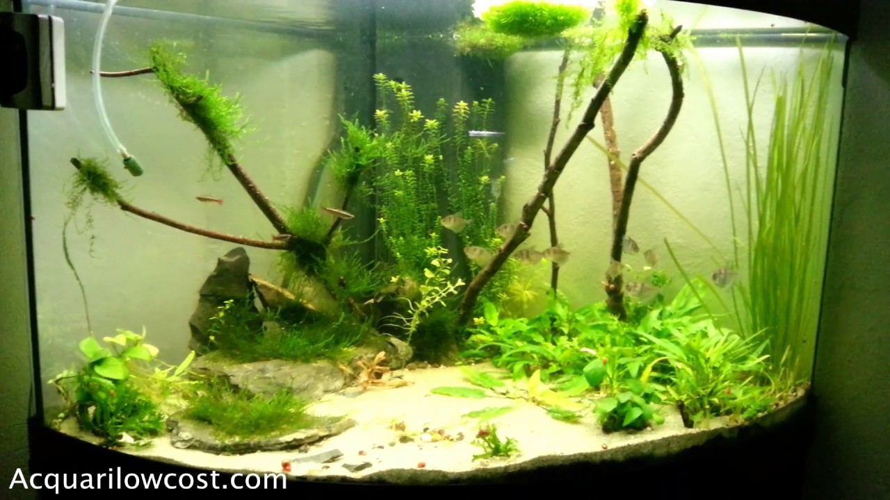 Juwel Trigon 190 Aquarium fish tank aquascape setup allestimento rio ...