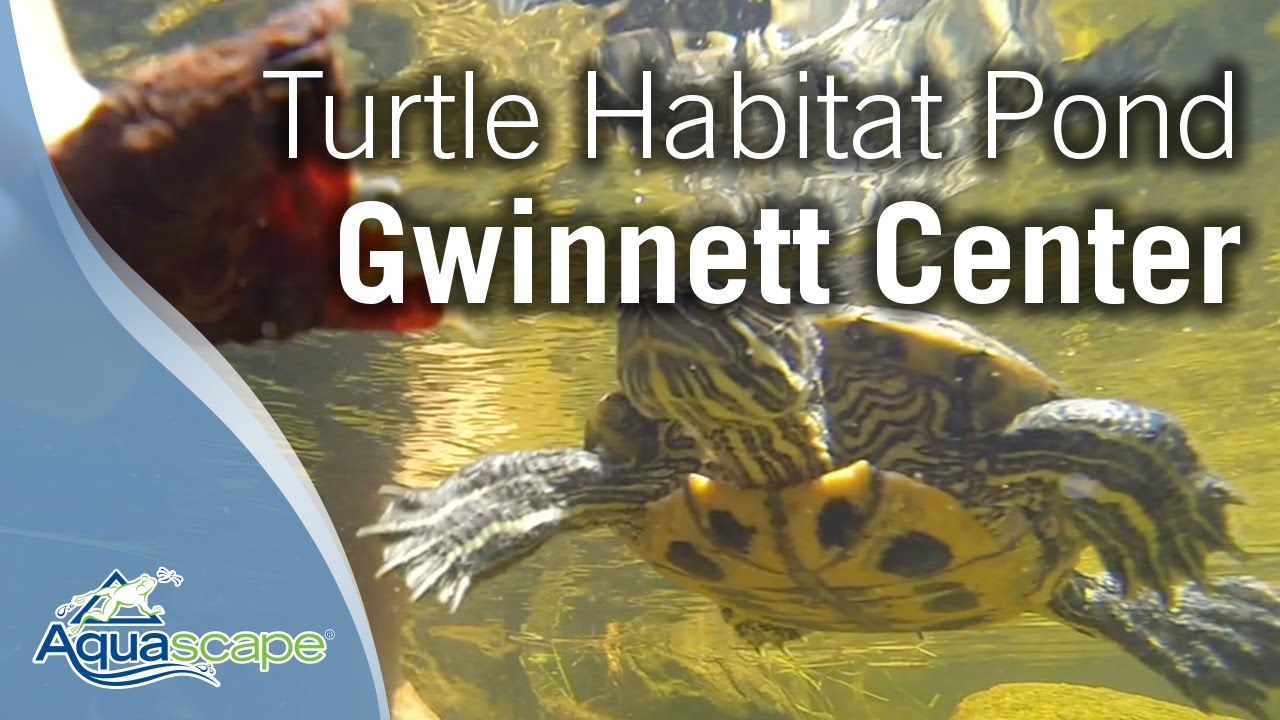 Turtle Habitat Pond at Gwinnett Environmental Heritage Center - YouTube