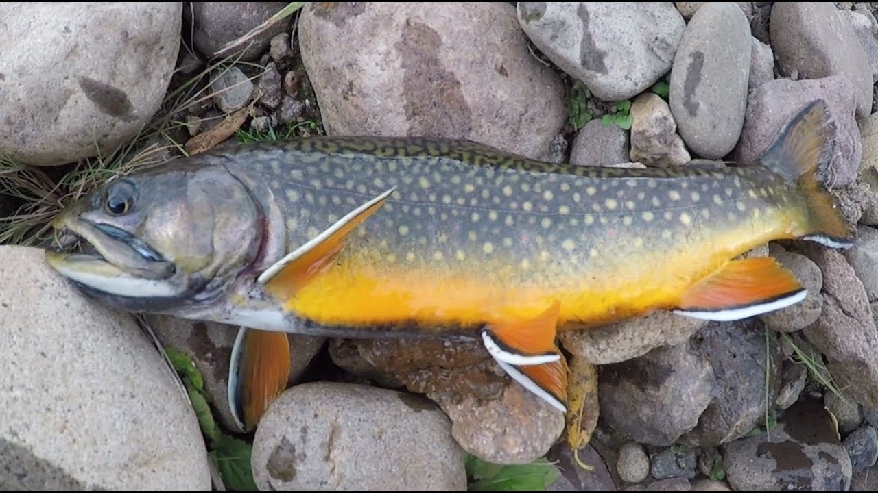 Wild Brown and Brook Trout Fishing in Colorado video - YouTube