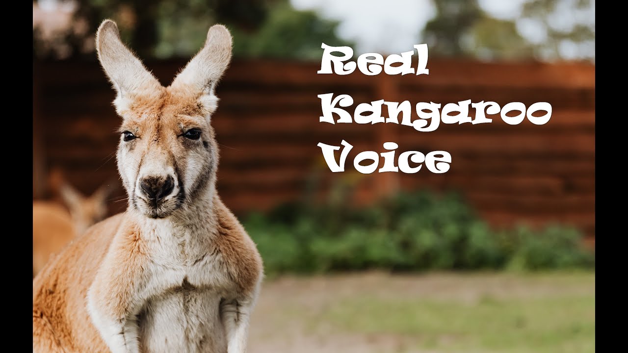 Real voice of Kangaroo in its wilderness - YouTube
