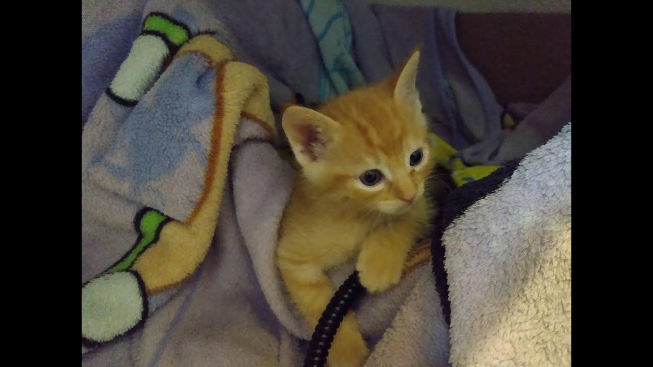 Cuddly Little Orange Kitten | Adoptable Southern Oregon - YouTube