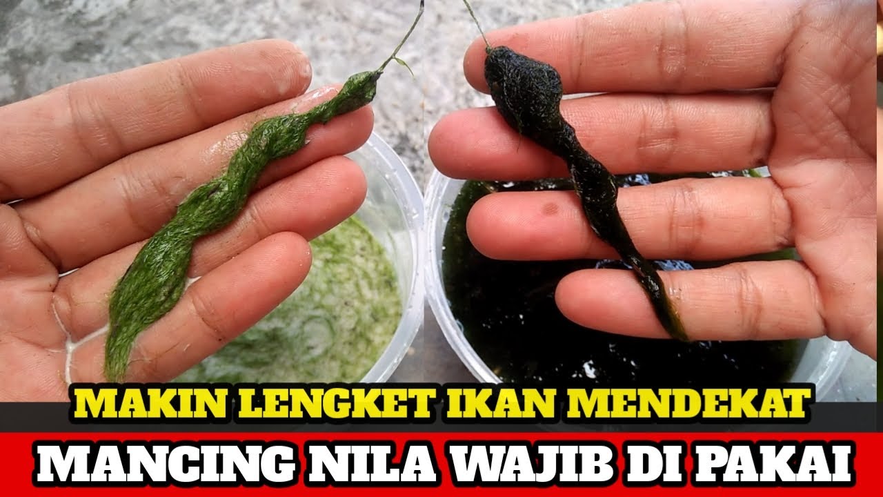 LIHAT TRIK CARA KHUSUS MEMBUAT RANGKAIAN PANCING NILA UMPAN LUMUT ...