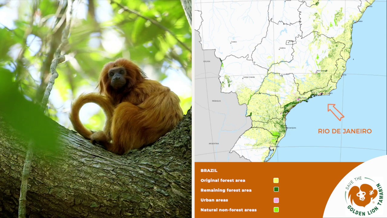Golden Lion Tamarin Habitat