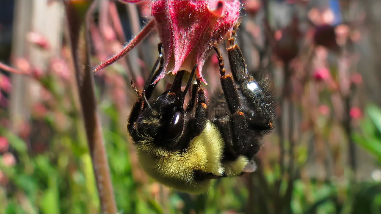 Bumble Bee on Prairie Smoke - YouTube