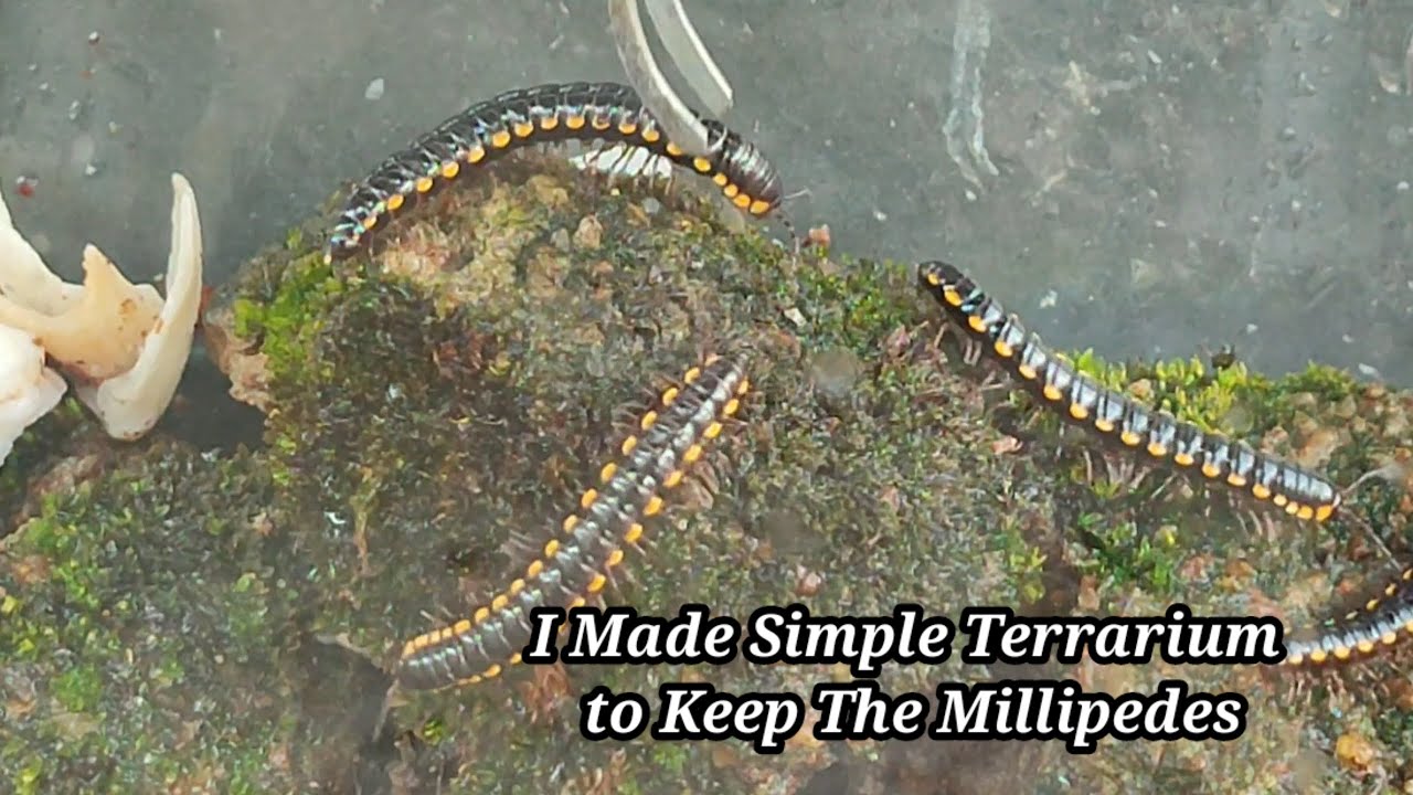 Hunting millipede - I Made Simple Terrarium to Keep The Millipedes ...