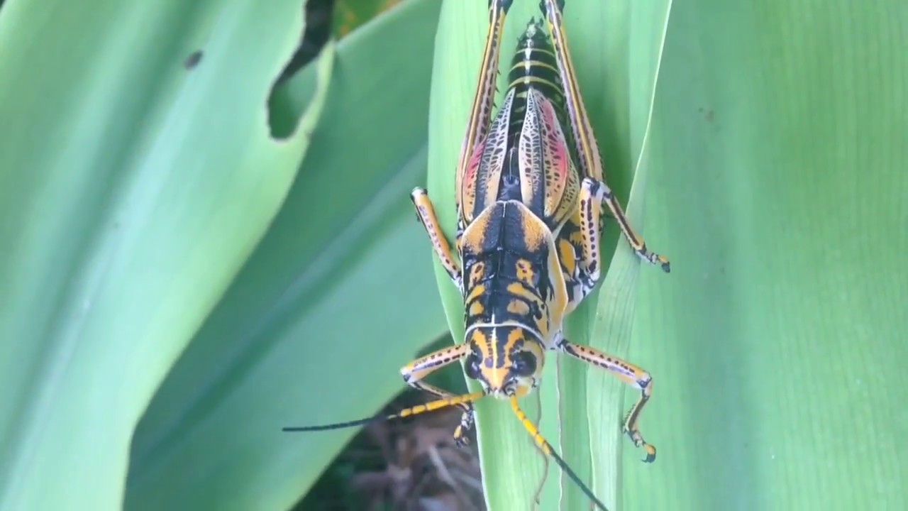 The Many Defenses of the Eastern Lubber Grasshopper - YouTube