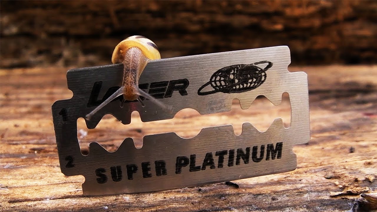 How a Snail Defies Nature: Gliding Over Razor Blades Without a Scratch ...