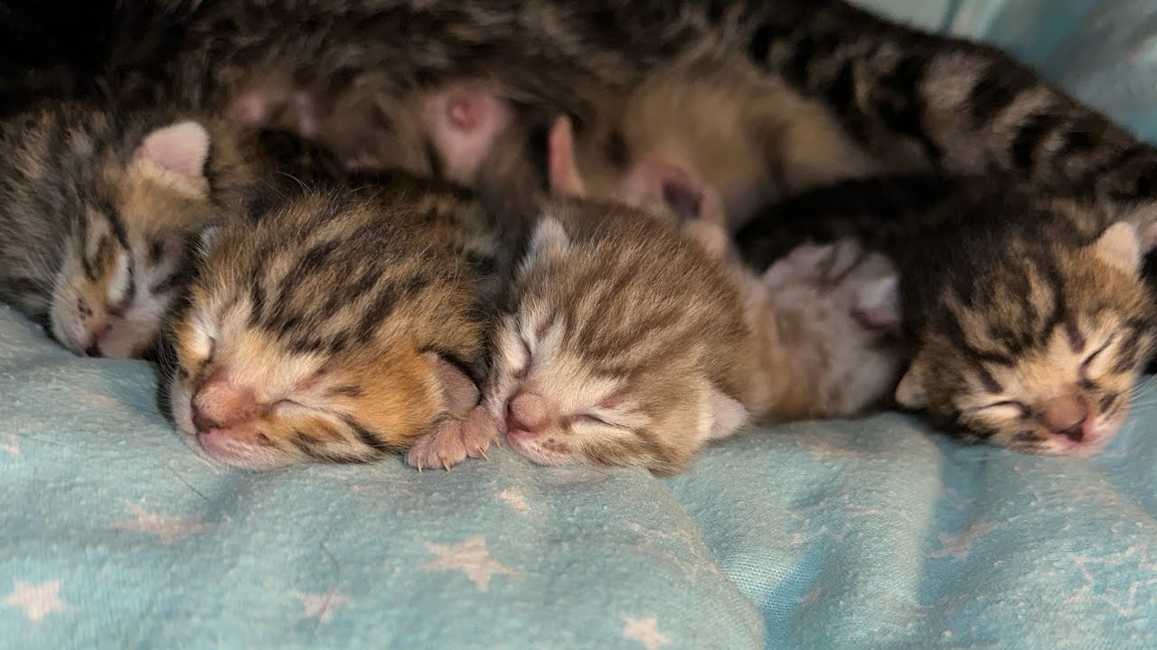 Get ready to enjoy the first week of the 4/1/24 precious kittens! - YouTube