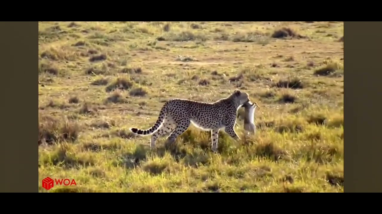 Bad Cheetah Hunt Small Rabbit And Sad Ending In The Park Nature ...