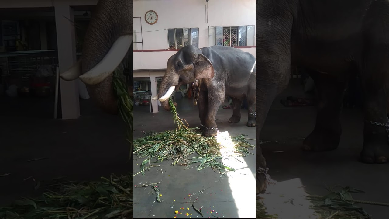 Ayyappa Temple, New Sidhapudur, Coimbatore (8) - YouTube