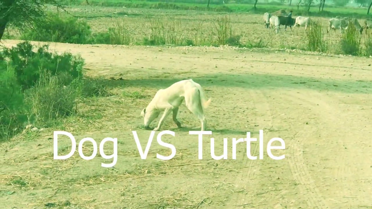 DOG VS Turtle - YouTube