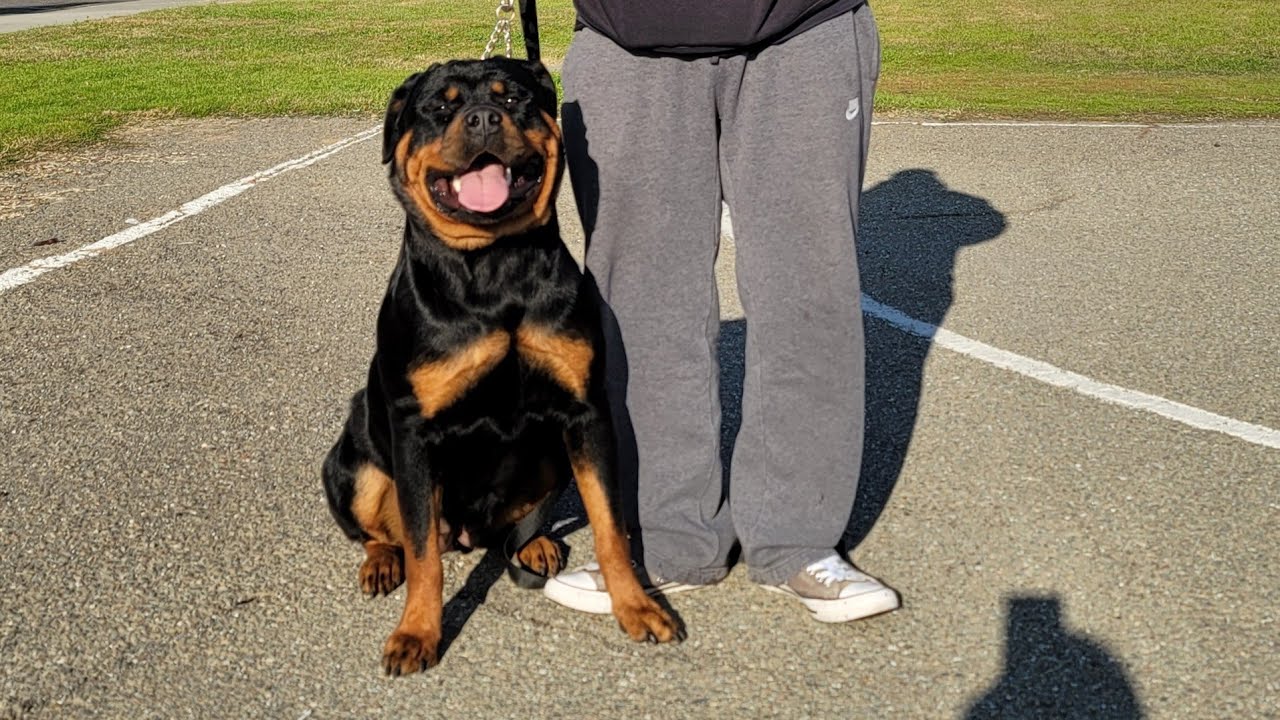 building foundation 1st (rottweiler) - YouTube