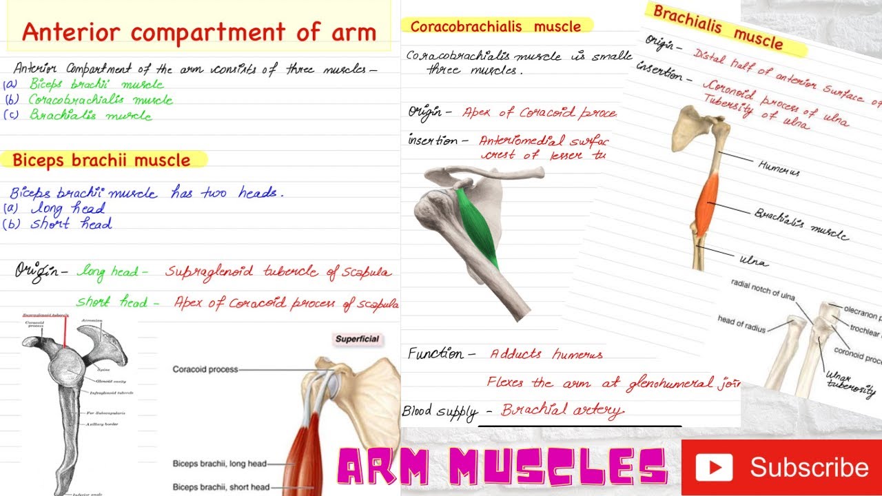 Muscles of arm | Anterior compartment of arm | Upper arm | origin ...