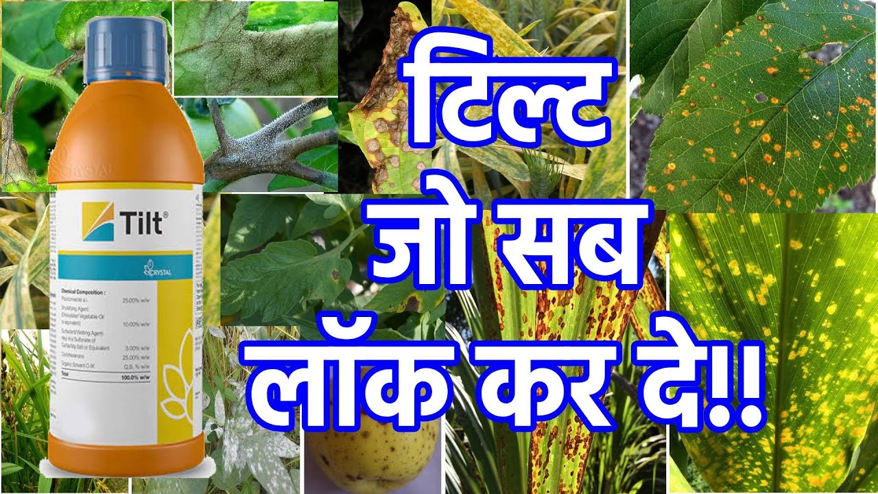 Syngenta Tilt Fungicide/Propiconazole25%ec/rust & sheath blight - YouTube