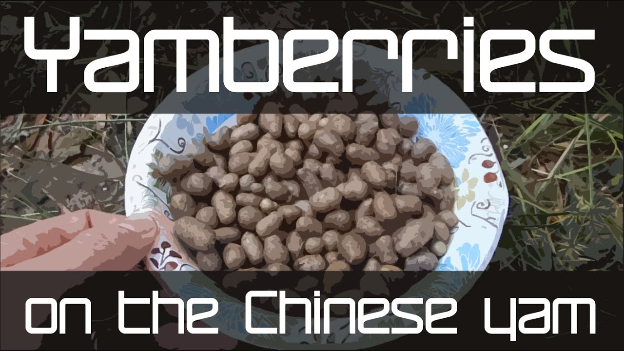 Yamberries on the Chinese Yam - YouTube