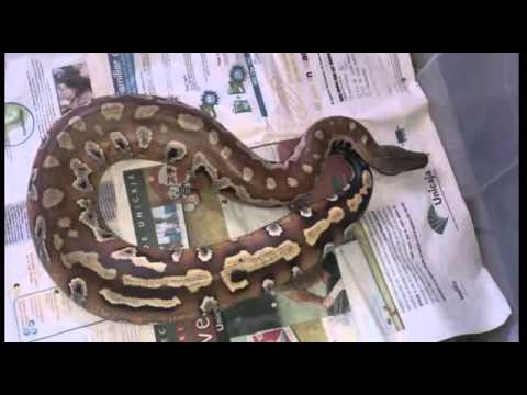 PITON BRONGERSMAI ( Blood python ) - YouTube