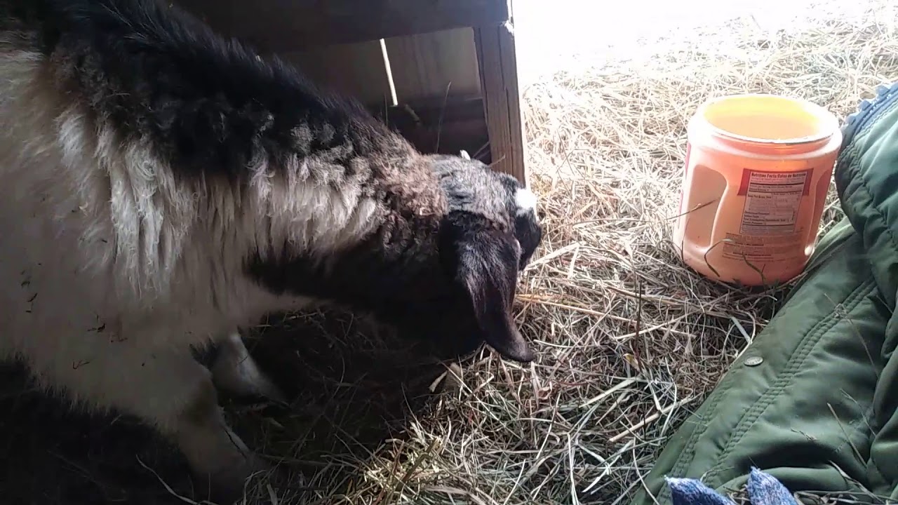 Inside the Goat Shed - YouTube