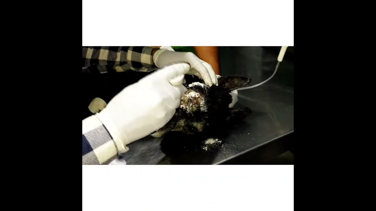 Big maggot wound on eye - YouTube