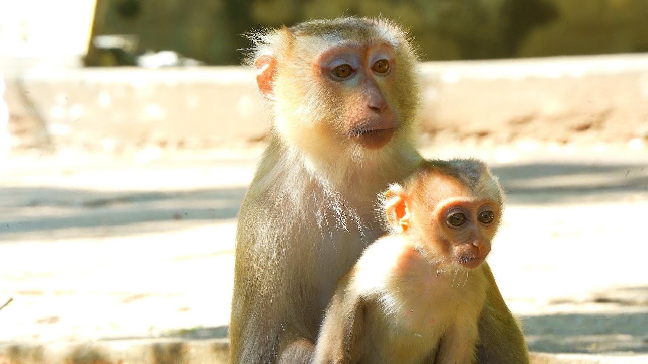 Amazing cute and adorable monkey playing in the afternoon with family ...