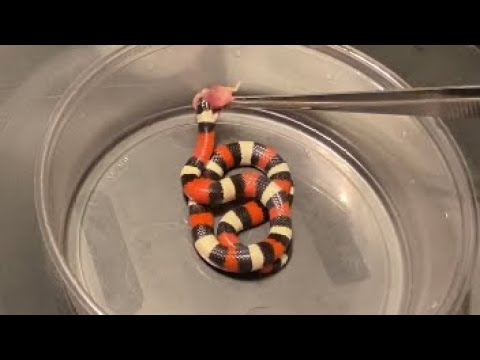 Milk snake eats pinky mouse - YouTube