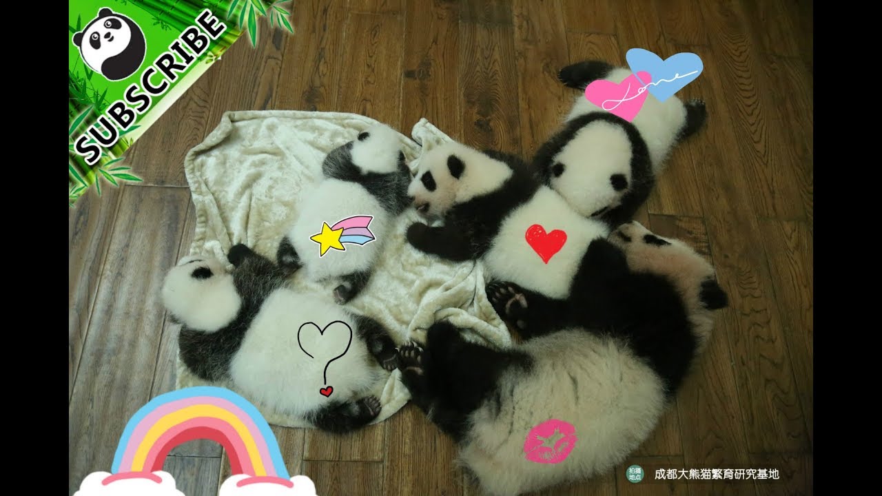 iPanda's new year resolution: Every follower of our page owns a panda ...