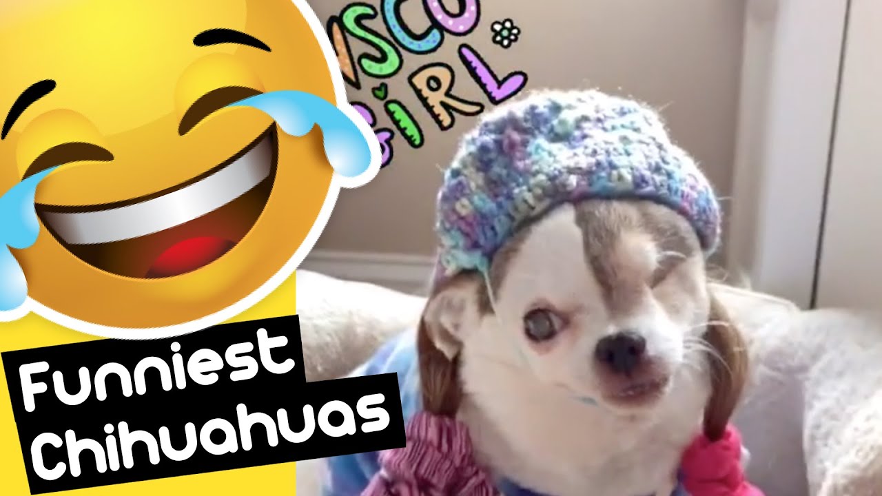 Funniest Chihuahuas compilation 2 - TRY NOT TO LAUGH! - YouTube