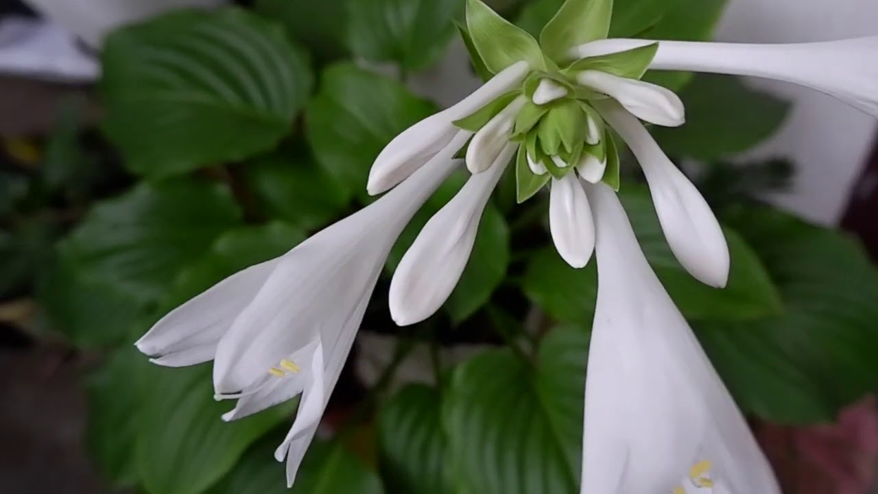 HOSTA PLANTAGINEA / AUGUST LILY / NAGALAND - YouTube