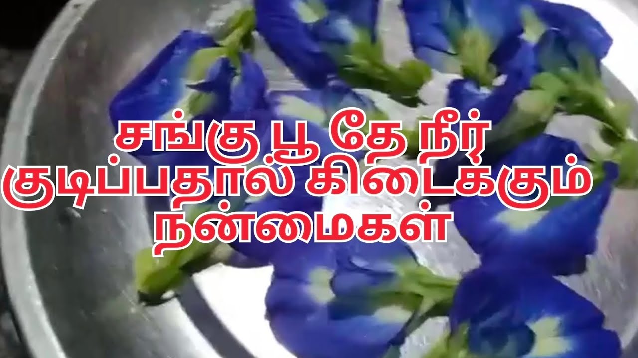 Blue tea in tamil /sangu poo tea/how to make sangu poo tea/சங்கு பூ தே ...