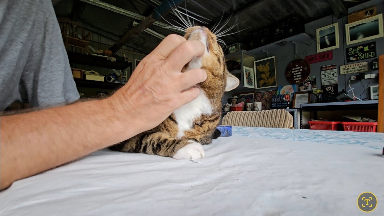 Kai likes a chin scratch - YouTube