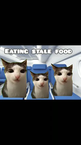 My family on a flight...I am still jet lagged #memes #catsmemes - YouTube
