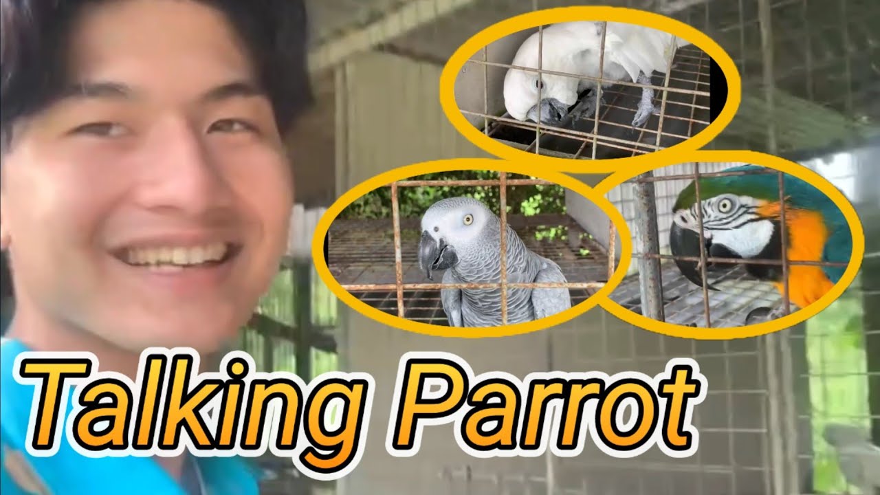 Talking Parrot - YouTube