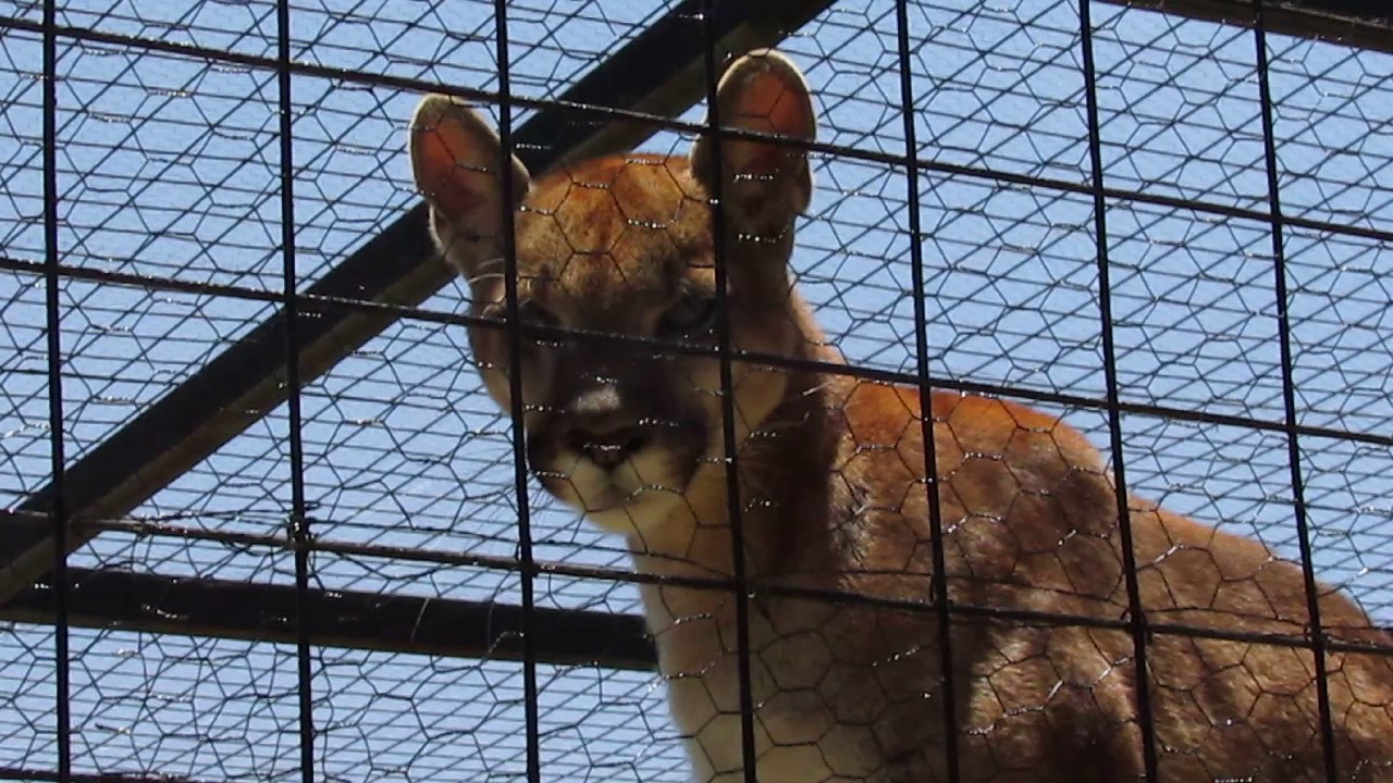 Rescued puma meowing - YouTube