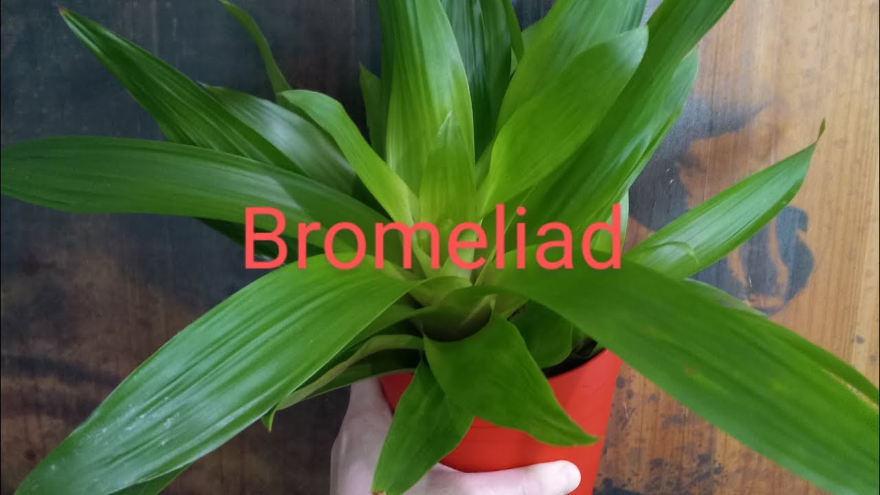 Bromeliads - YouTube