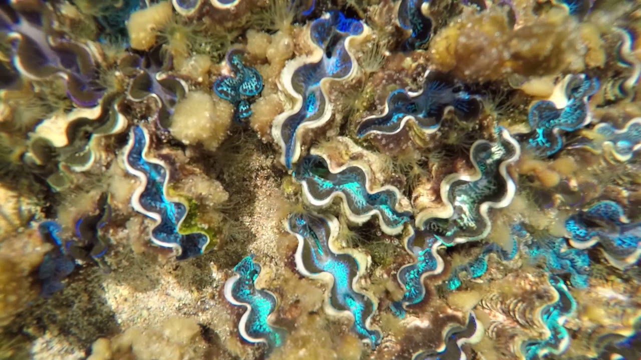 Almejas gigantes en Aitutaki - YouTube