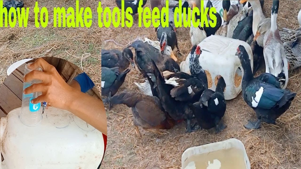 Use old materials as a tool to feed ducks - YouTube