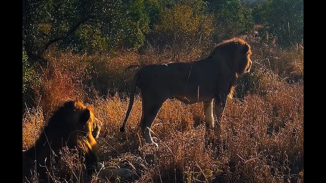 Kambula Male Lions | Mapogos Great Grandsons | 6 July 2025 - YouTube