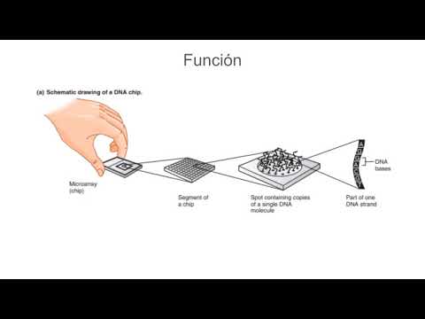 Microarreglos de ADN - YouTube