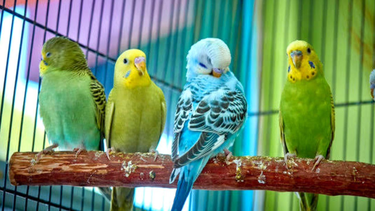 Beautiful Lovebird Budgies and Cockatiel Birds - YouTube