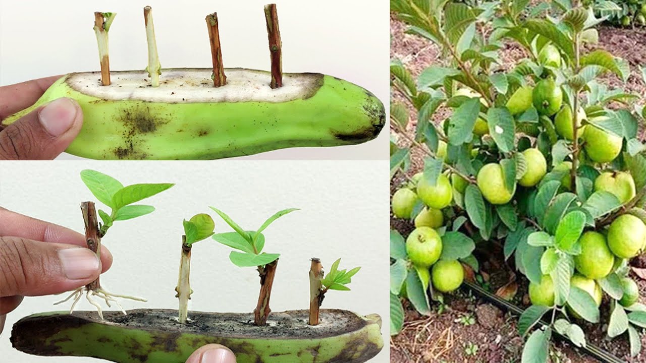 Unique Skill Propagation Guava Tree Growing Fast Use Banana Fruit - YouTube